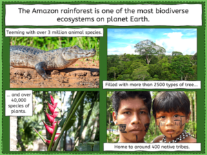 Understanding the impact of deforestation on the Amazon - Teach It Forward